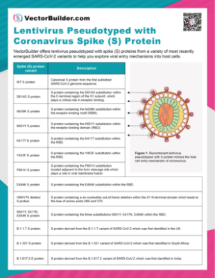 Lentivirus Packaging Services | VectorBuilder